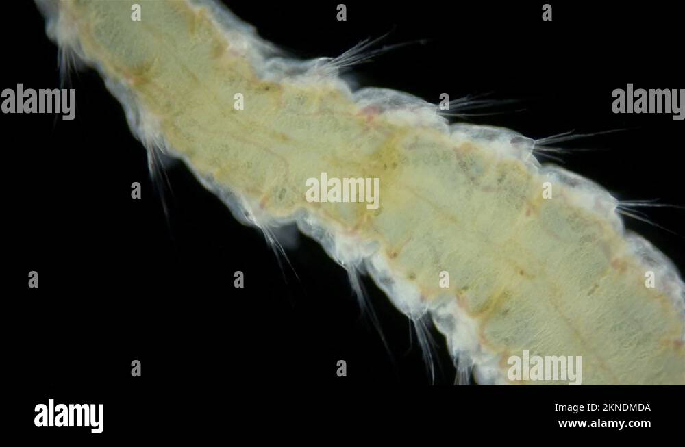 Worm Polychaeta family Amphinomidae under microscope. Genus ...