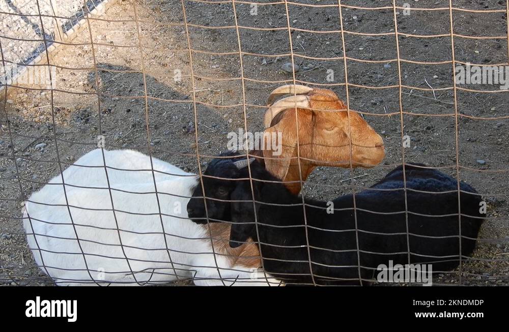 Two billy goats Stock Videos & Footage - HD and 4K Video Clips - Alamy