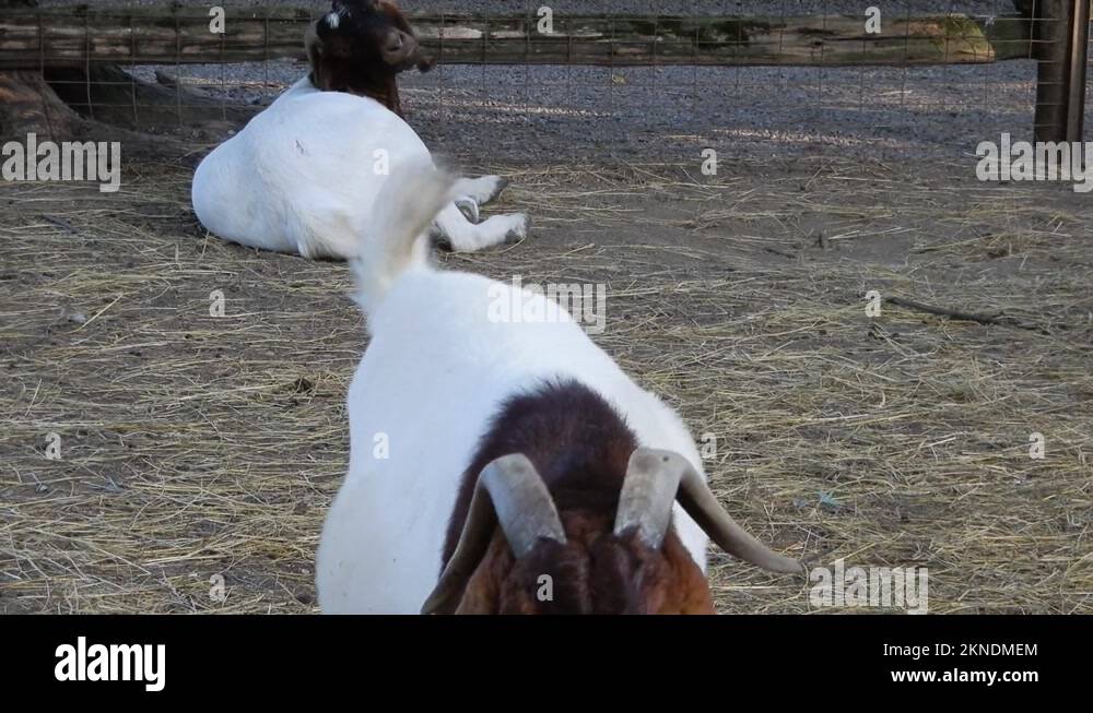 Jungle goat Stock Videos & Footage - HD and 4K Video Clips - Alamy