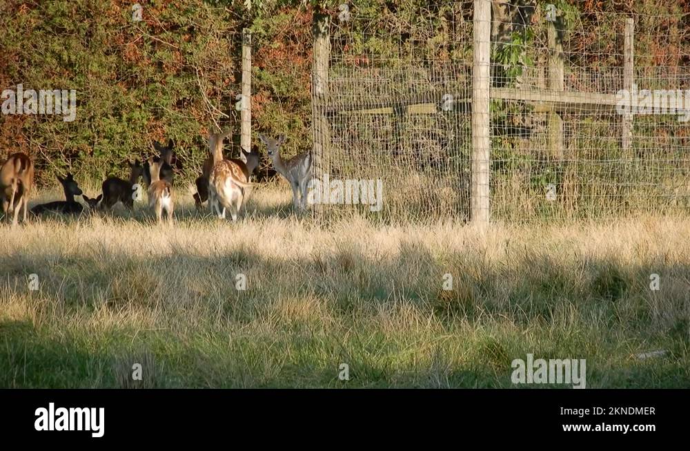 Slow Pan Up As Deer Gallop Off Into Distance Towards Caged Off Area In ...