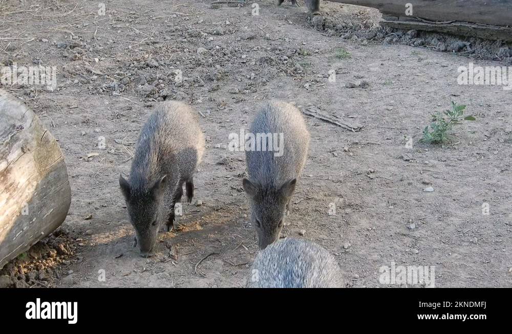 Boar walk Stock Videos & Footage - HD and 4K Video Clips - Alamy