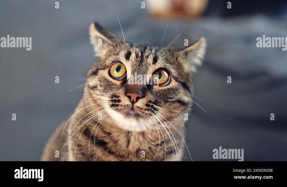 Kitten serious Stock Videos & Footage - HD and 4K Video Clips - Alamy