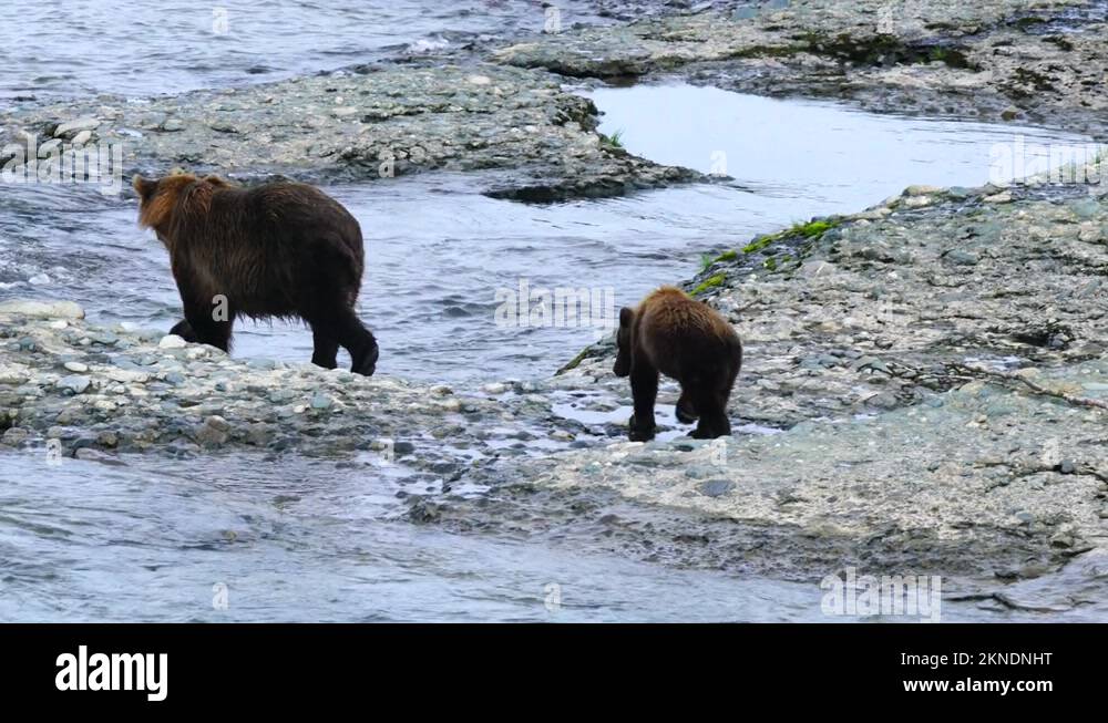 Female Grizzly Bear Walks along the Riverside with Cubs Following 4K ...