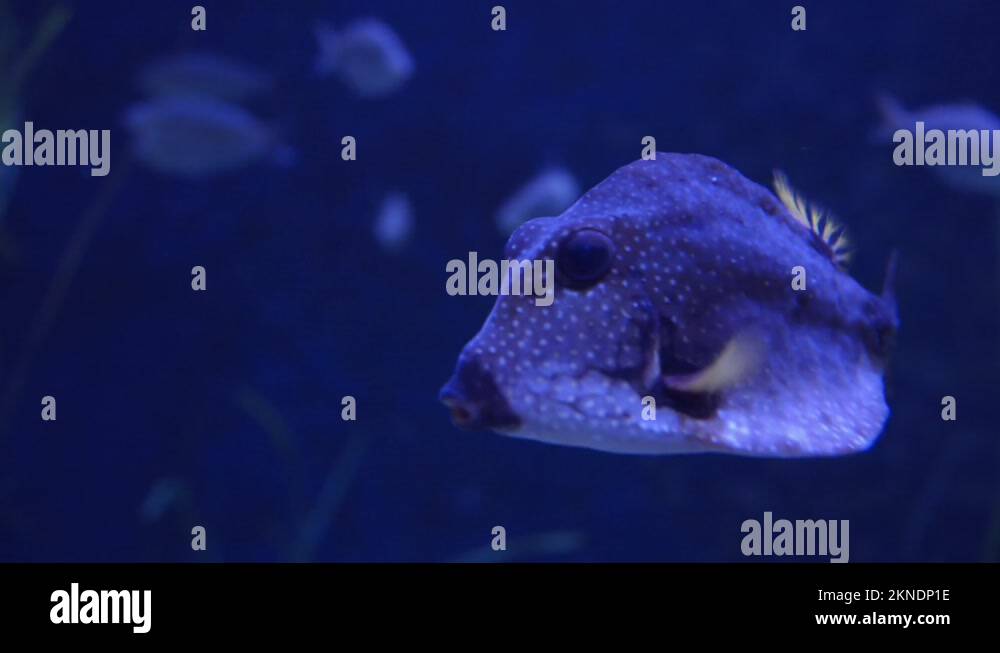 Underwater spotted trunkfish Stock Videos & Footage - HD and 4K Video ...