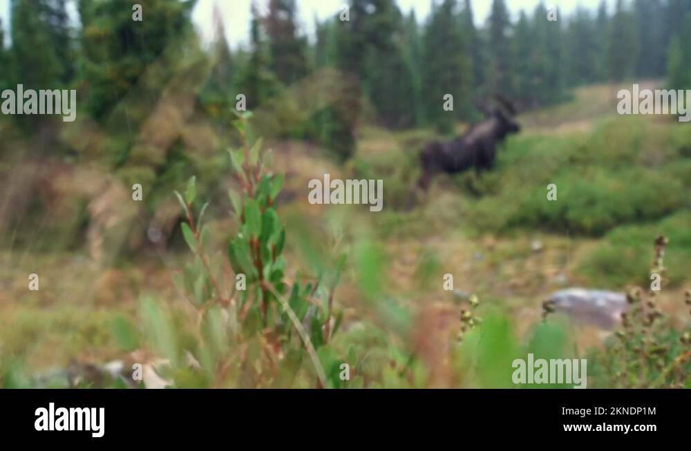 Large moose rack Stock Videos & Footage - HD and 4K Video Clips - Alamy