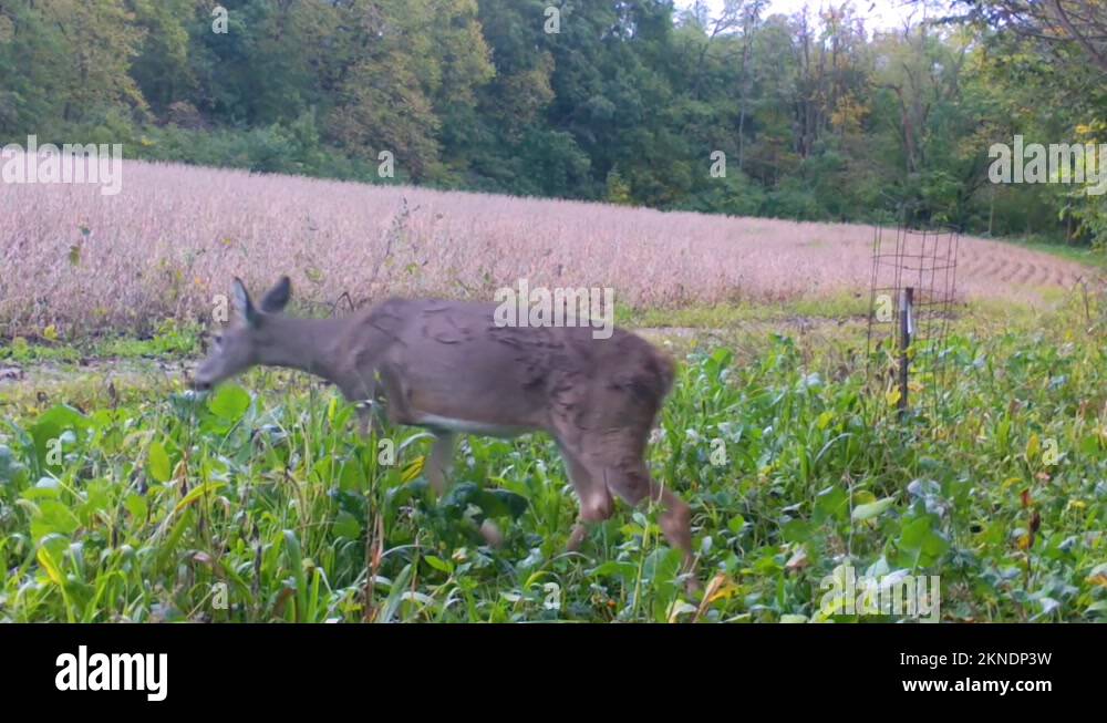 Female Whitetail Deer cautiously walking thru a radish feed plot ...