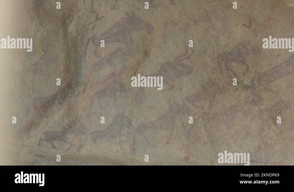 Cow evolution Stock Videos & Footage - HD and 4K Video Clips - Alamy