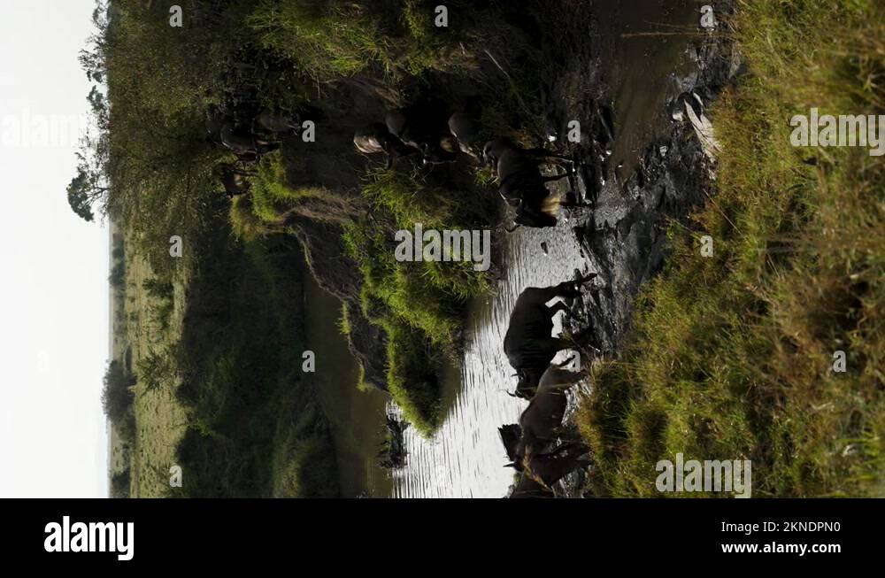 Migration vertical Stock Videos & Footage - HD and 4K Video Clips - Alamy