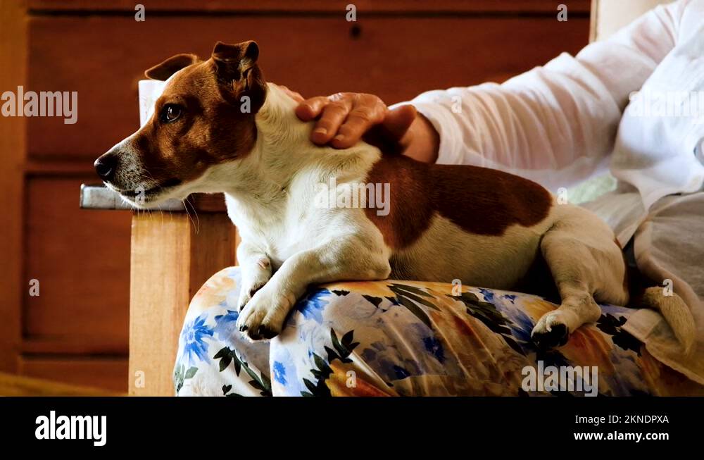 Neck rub Stock Videos & Footage - HD and 4K Video Clips - Alamy