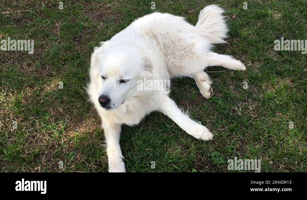 White great pyrenees Stock Videos & Footage - HD and 4K Video Clips - Alamy