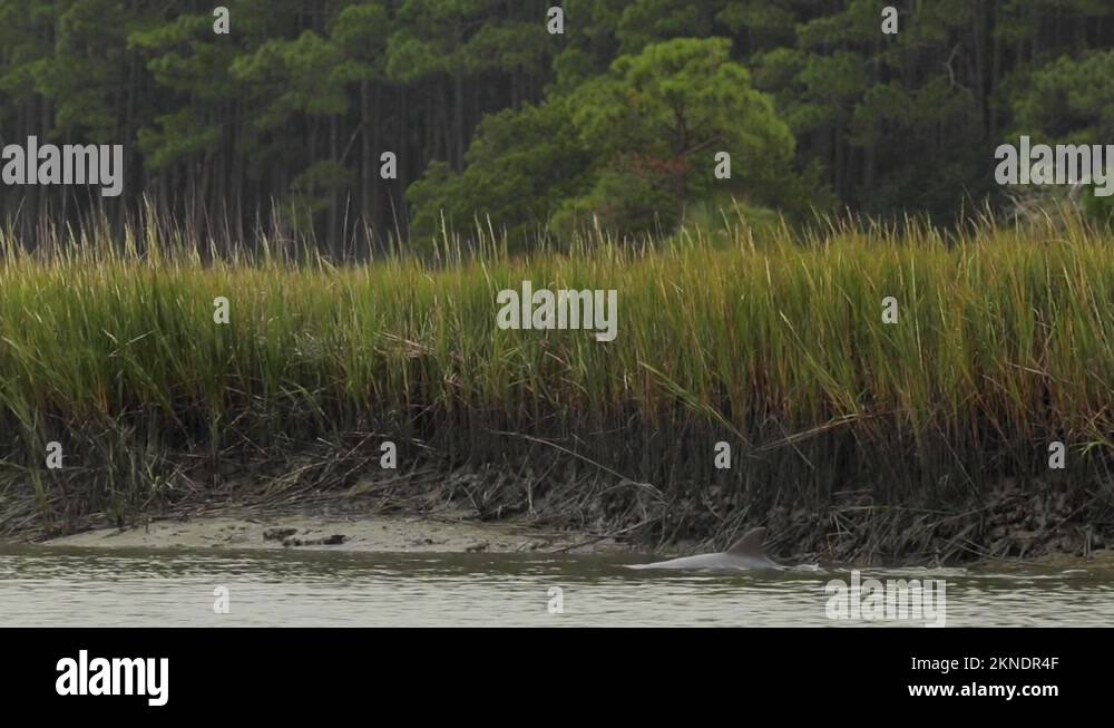 Hunting in marsh Stock Videos & Footage - HD and 4K Video Clips - Alamy