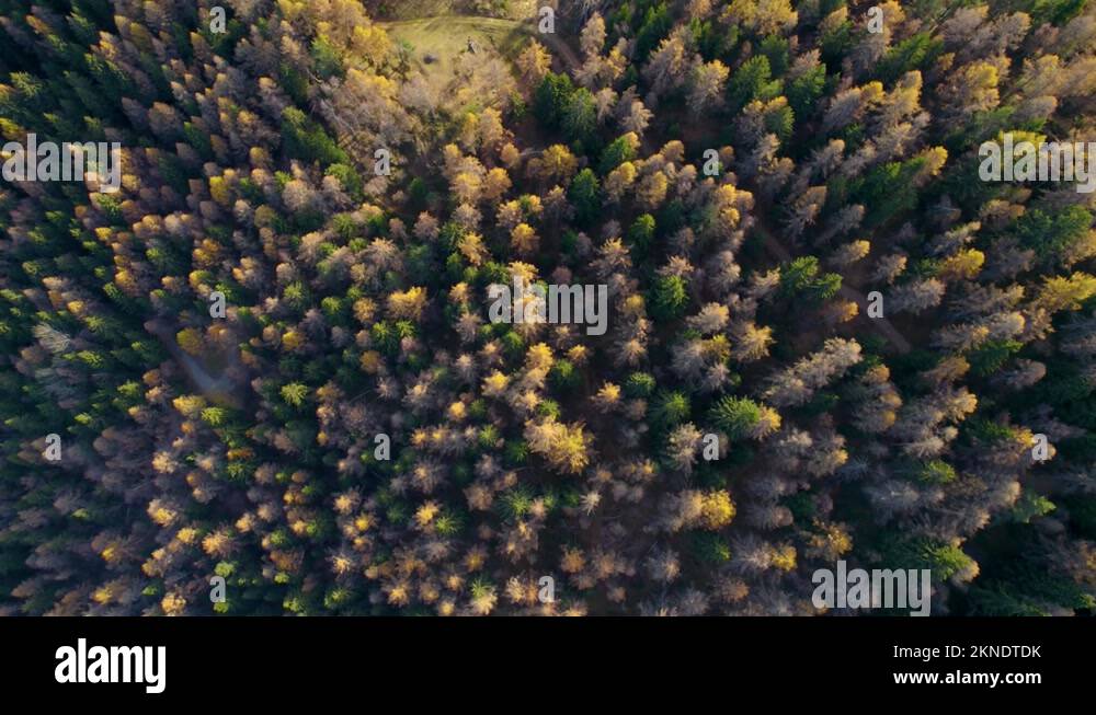 Top down forest Stock Videos & Footage - HD and 4K Video Clips - Alamy