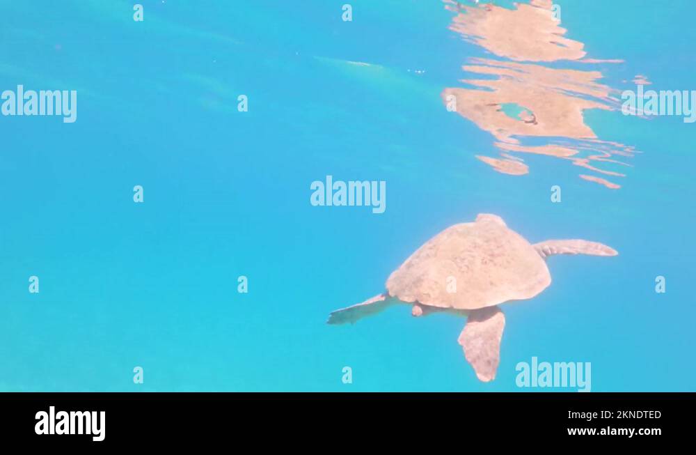 Sea turtle and art Stock Videos & Footage - HD and 4K Video Clips - Alamy