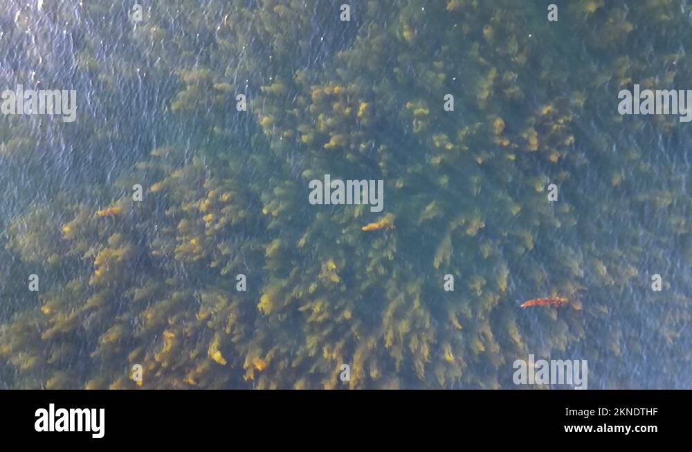 Algae field Stock Videos & Footage - HD and 4K Video Clips - Alamy