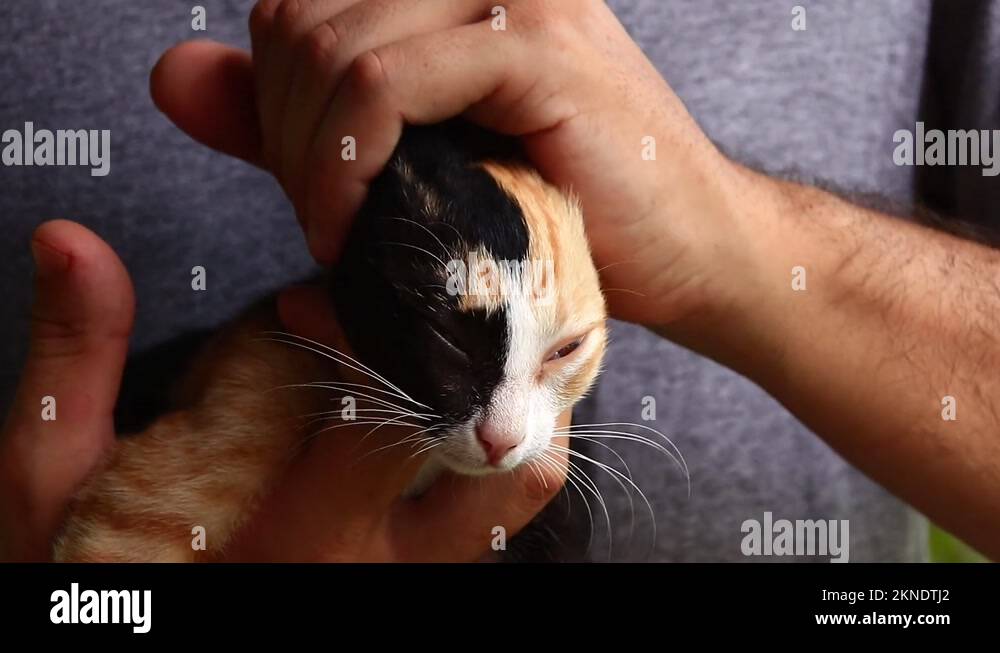 Close up of a rescued half face calico kitten known as a chimera cat ...