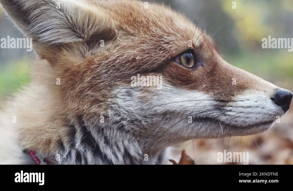 Muzzle fox Stock Videos & Footage - HD and 4K Video Clips - Alamy