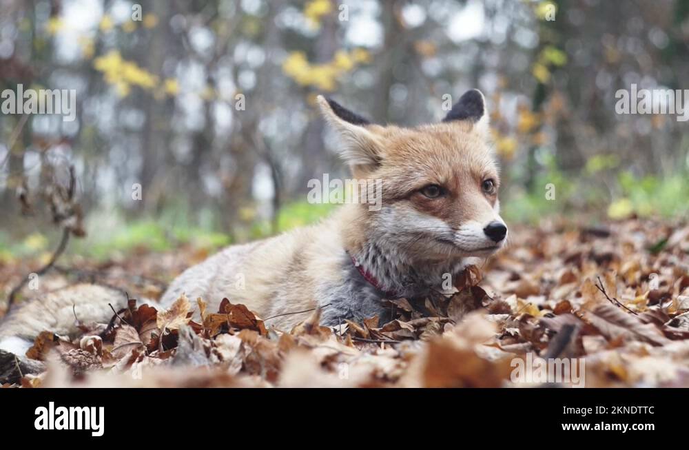 Domestication of animals Stock Videos & Footage - HD and 4K Video Clips ...