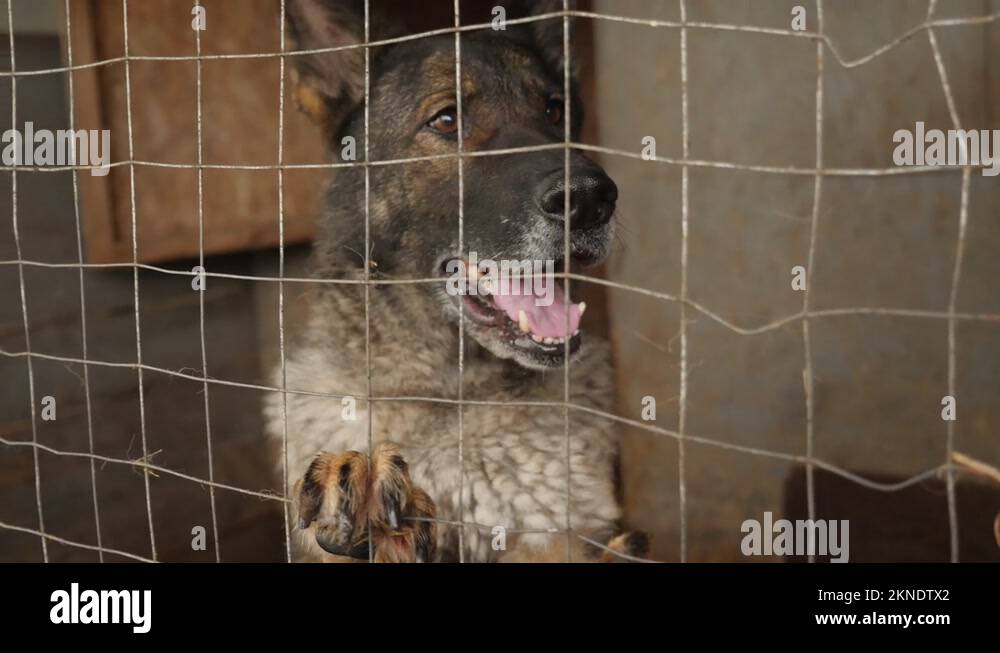 Rusty the dog Stock Videos & Footage - HD and 4K Video Clips - Alamy