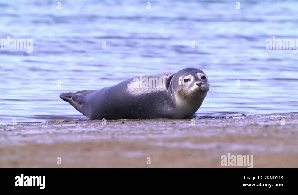Seal tail up close Stock Videos & Footage - HD and 4K Video Clips - Alamy