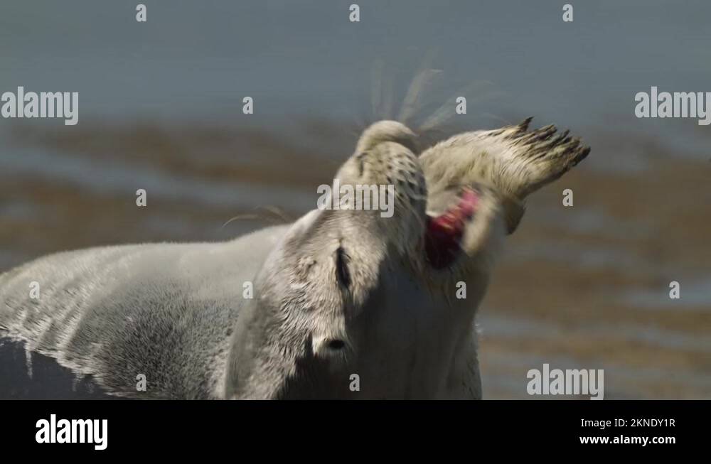 Close up of the head of a cute and cute common seal opening its mouth ...