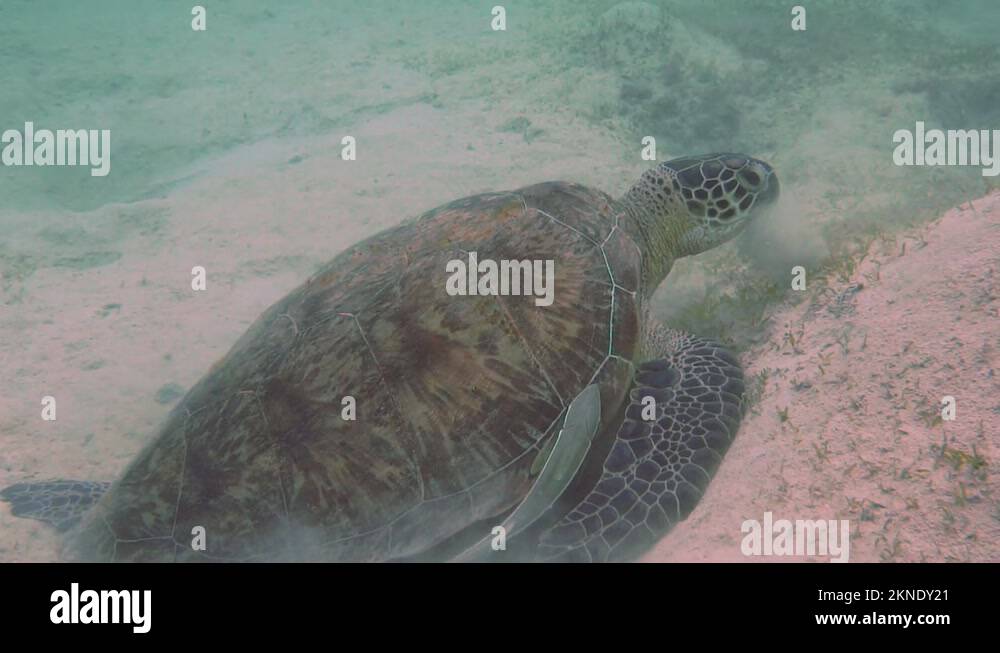 Underwater turtle grass Stock Videos & Footage - HD and 4K Video Clips ...
