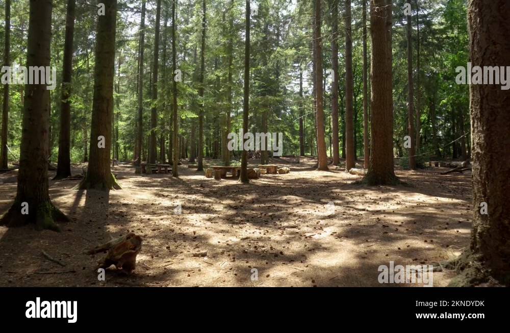 Cinematic tracking shot of dense forest full of tall trees in an ...