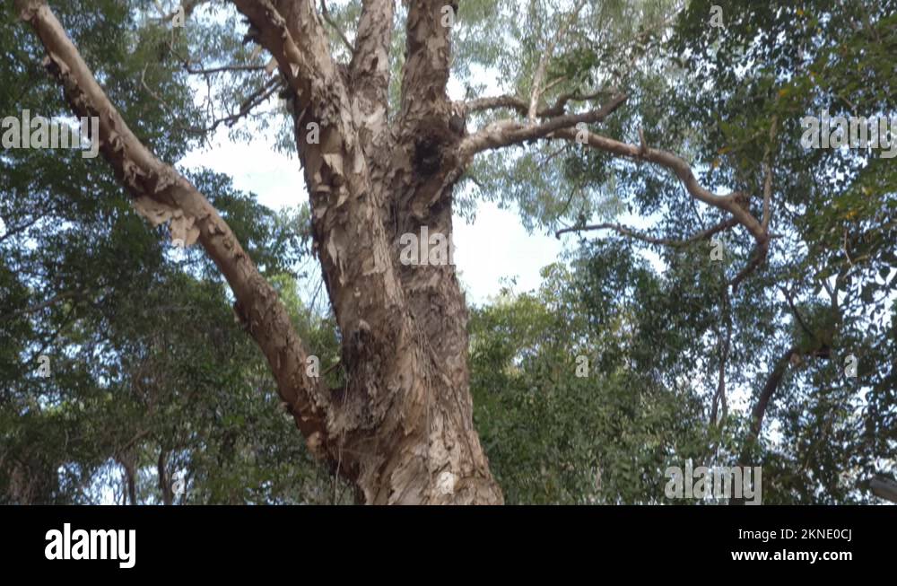 Bark Peeling Off The Large Paperbark Tree At The Forest Of The Nature ...