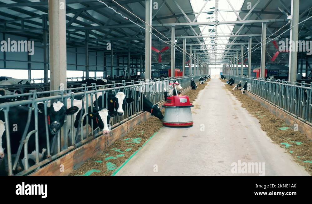 Automated feed pusher in the cowshed with livestock Stock Video Footage ... Automated feed pusher in the cowshed with livestock Stock Video Footage ...