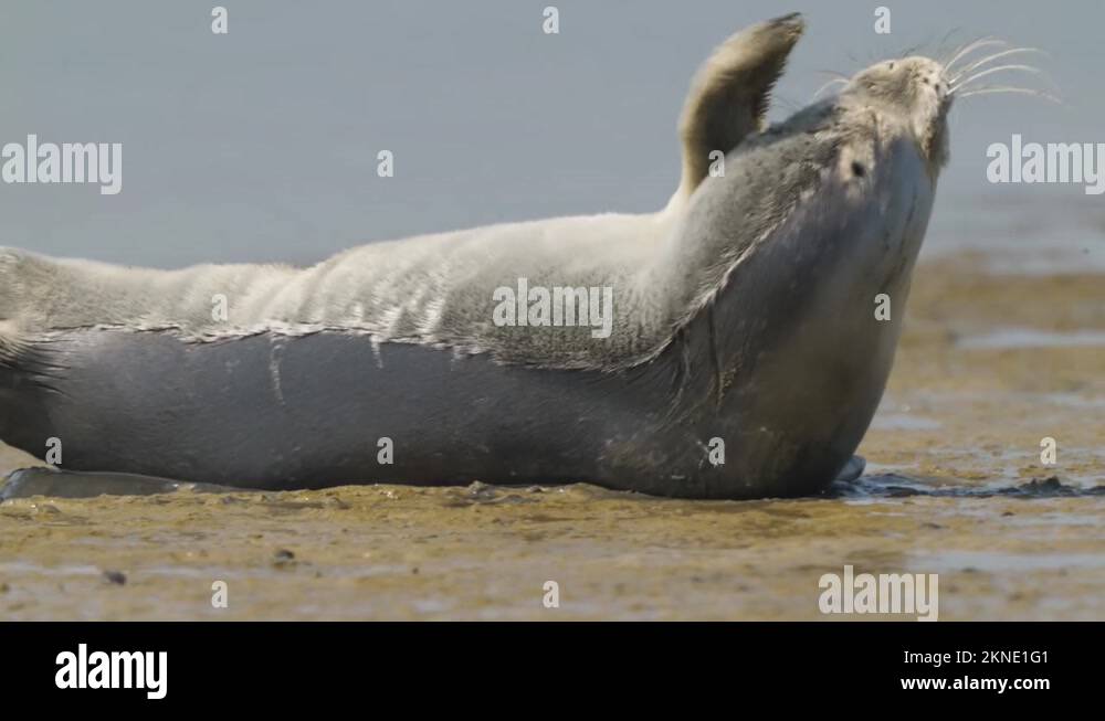 Flipper body Stock Videos & Footage - HD and 4K Video Clips - Alamy