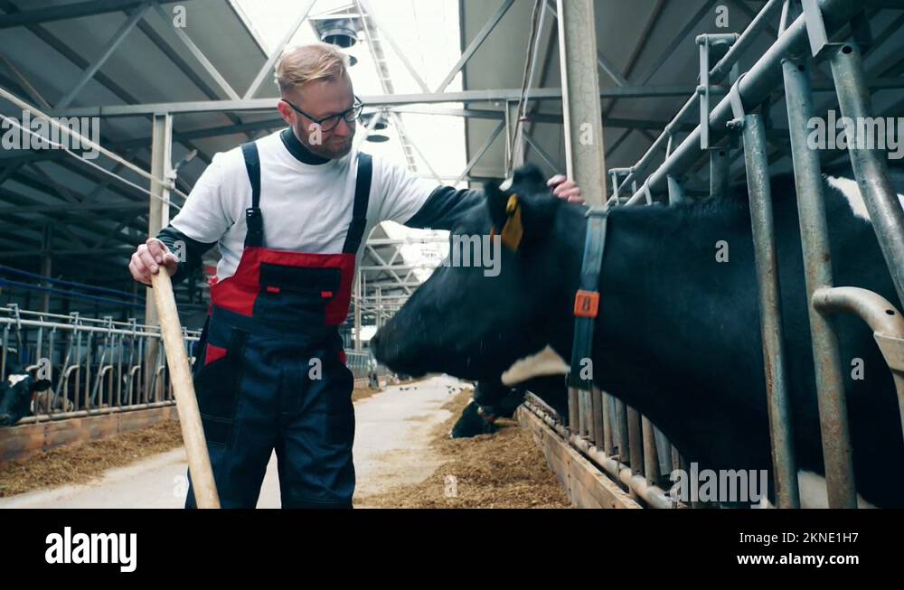 Petting a cow Stock Videos & Footage - HD and 4K Video Clips - Alamy