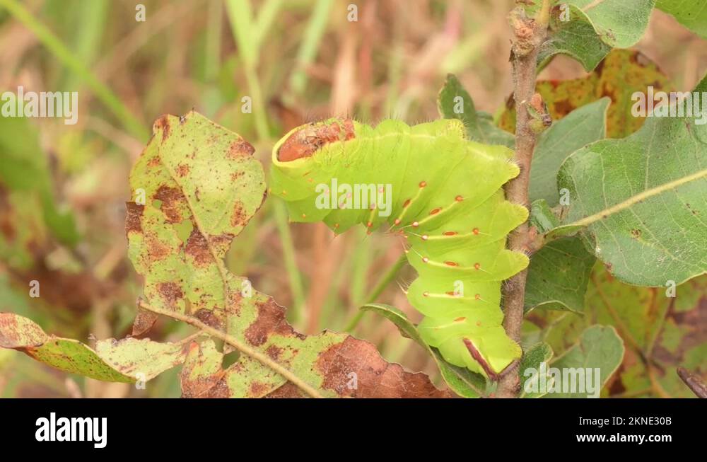Polyphemus eye Stock Videos & Footage - HD and 4K Video Clips - Alamy