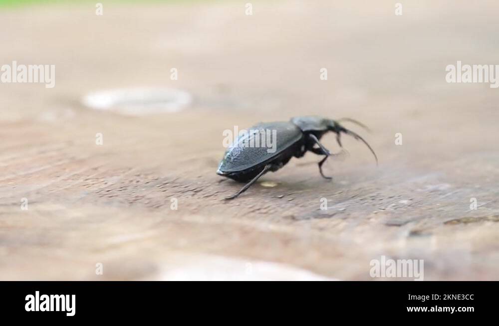 Black exoskeleton bug Stock Videos & Footage - HD and 4K Video Clips ...