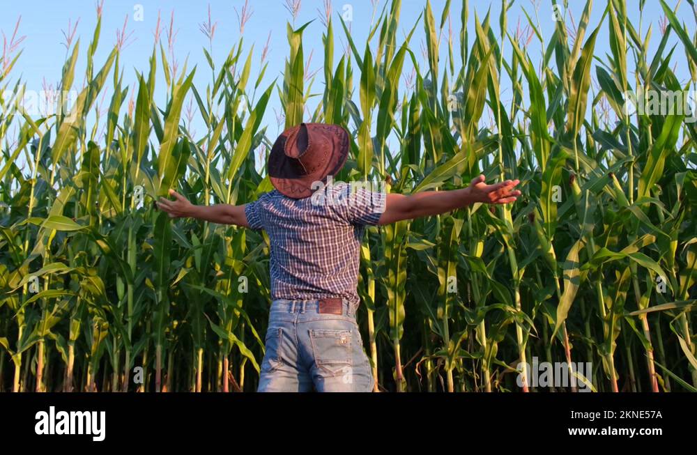 Happy farmer harvest corn Stock Videos & Footage - HD and 4K Video ...
