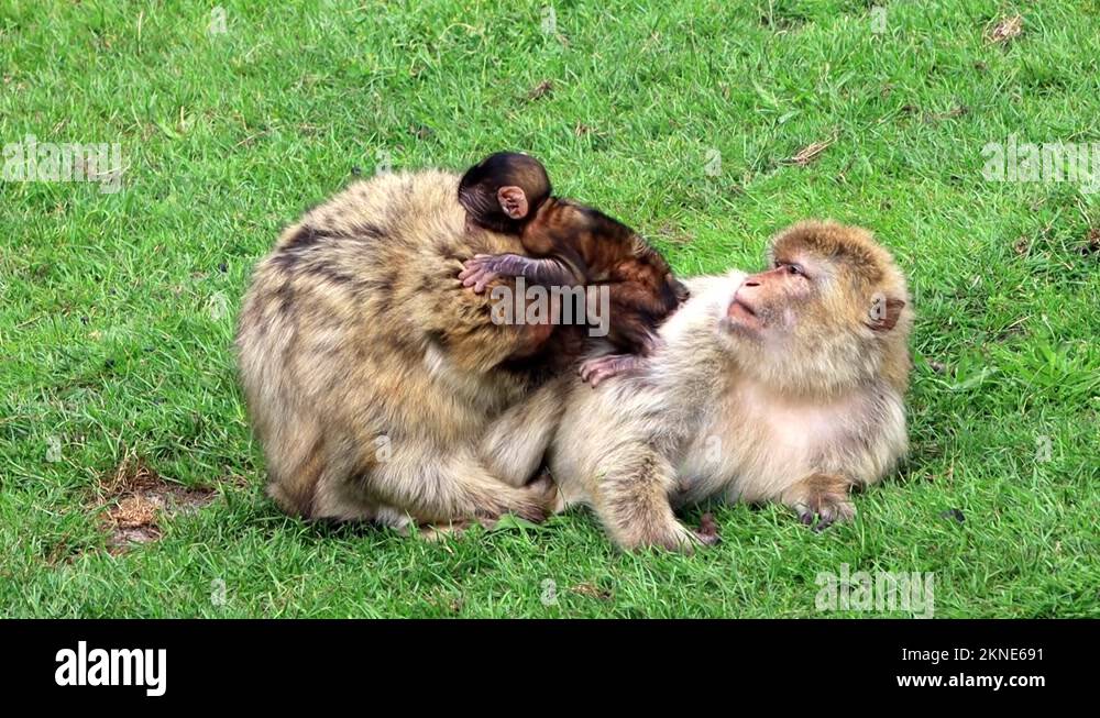 Ape apes family Stock Videos & Footage - HD and 4K Video Clips - Alamy