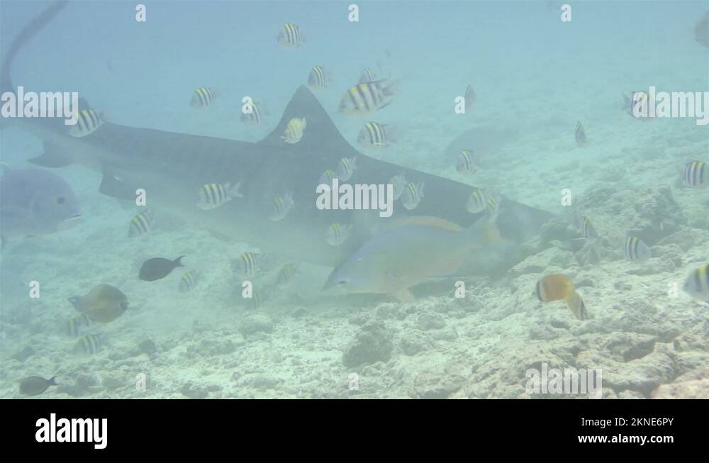 Shark movement Stock Videos & Footage - HD and 4K Video Clips - Alamy