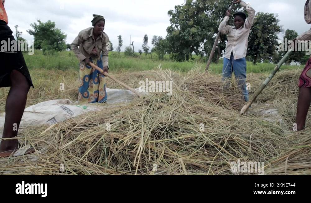 Village farmers thresh rice by hand hitting the stalks with stick to ...