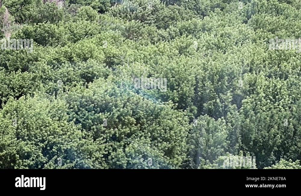 Dense crown Stock Videos & Footage - HD and 4K Video Clips - Alamy