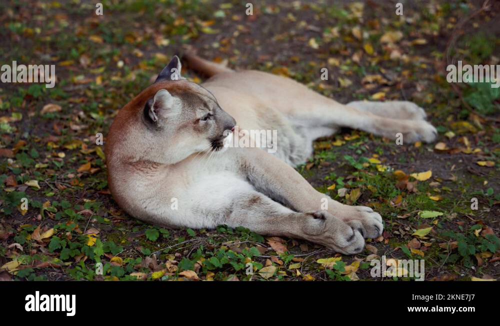 Puma in the woods Stock Videos & Footage - HD and 4K Video Clips - Alamy