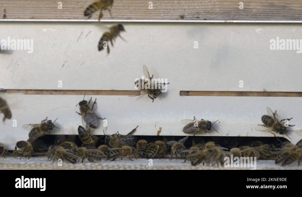 Close up shot of many bees flying into apiary or honeycomb outdoors in ...
