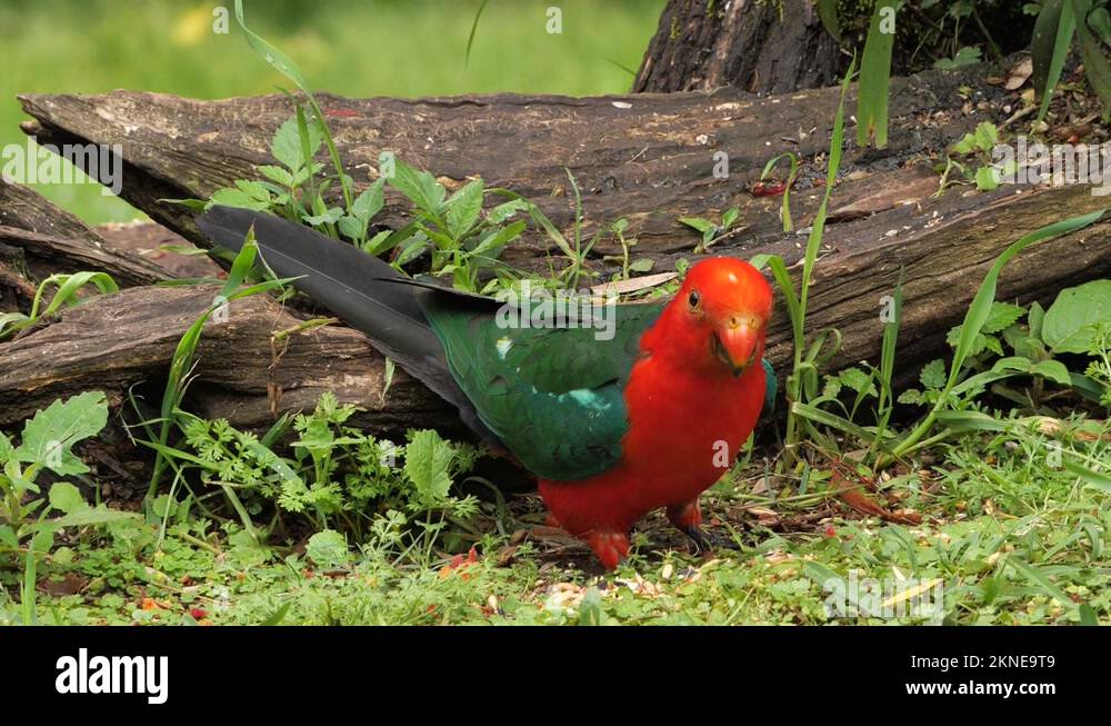 Ground parrot australia Stock Videos & Footage - HD and 4K Video Clips ...