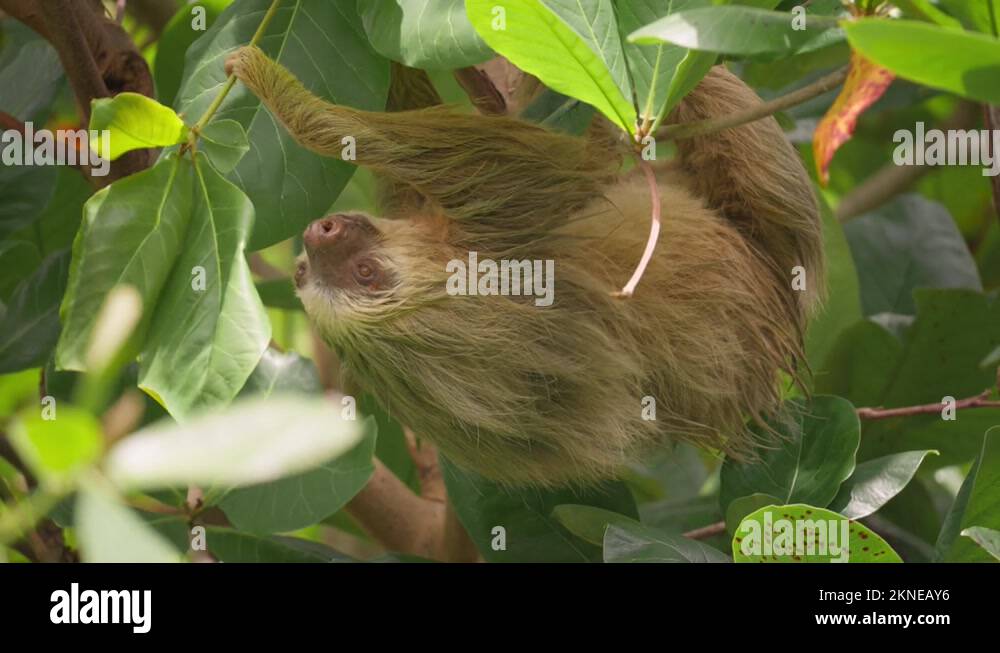 Two-toed sloth hanging upside down grabbing leaf with claws, foraging ...