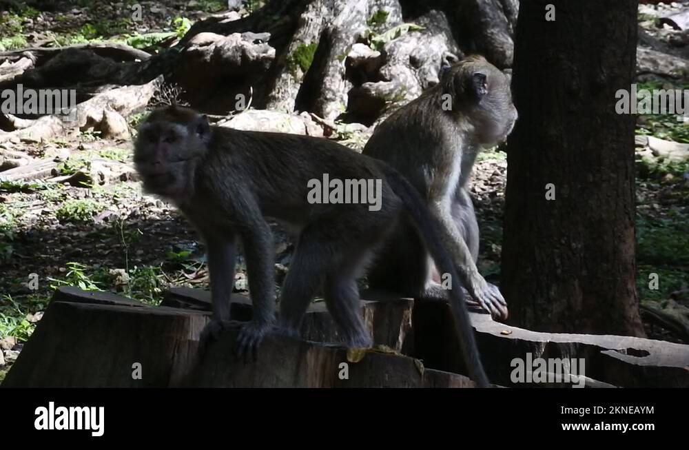 Mammals of central asia Stock Videos & Footage - HD and 4K Video Clips ...