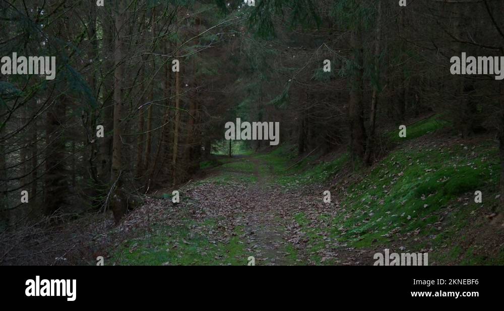 Mossy pathway Stock Videos & Footage - HD and 4K Video Clips - Alamy
