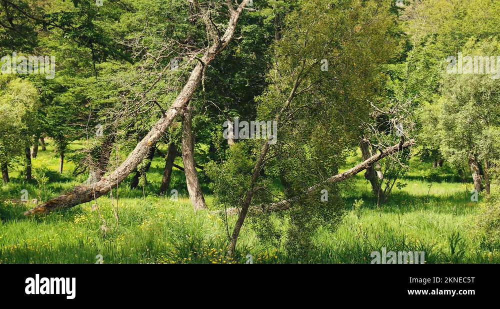 Old summer trees and trees Stock Videos & Footage - HD and 4K Video ...