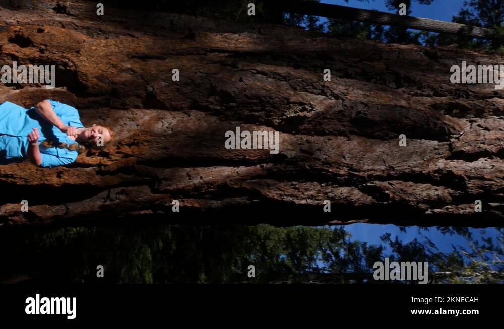 Hiking underneath tree Stock Videos & Footage - HD and 4K Video Clips ...