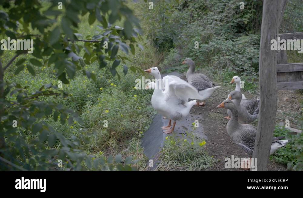 White front geese Stock Videos & Footage - HD and 4K Video Clips - Alamy