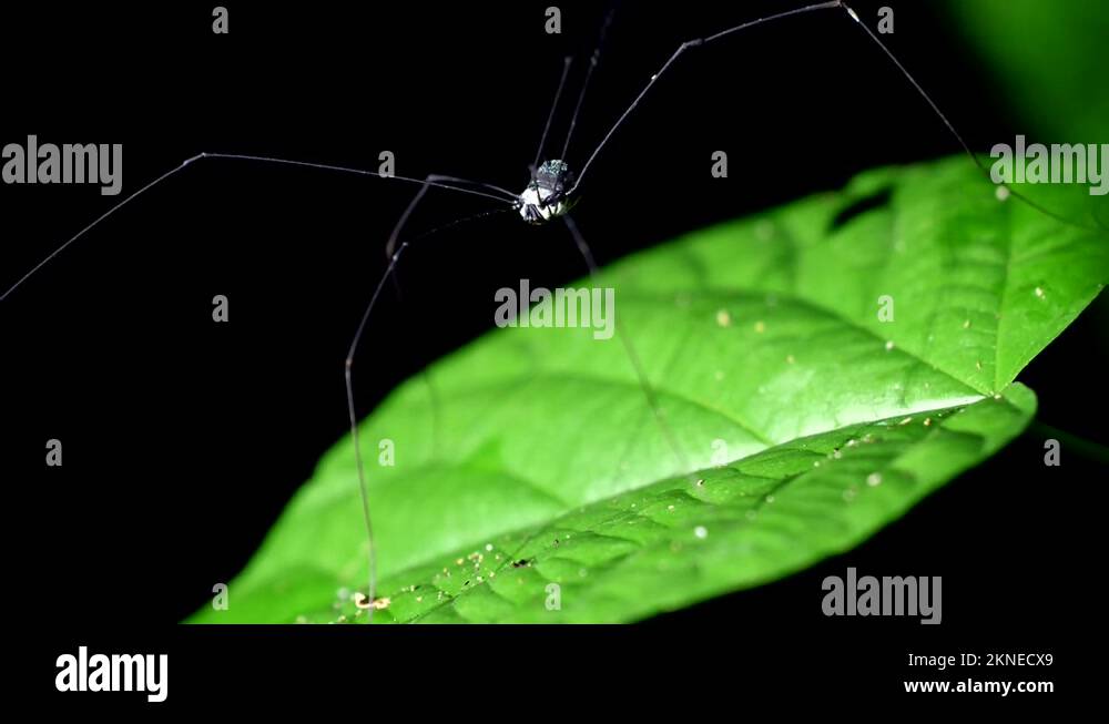 Spider special Stock Videos & Footage - HD and 4K Video Clips - Alamy