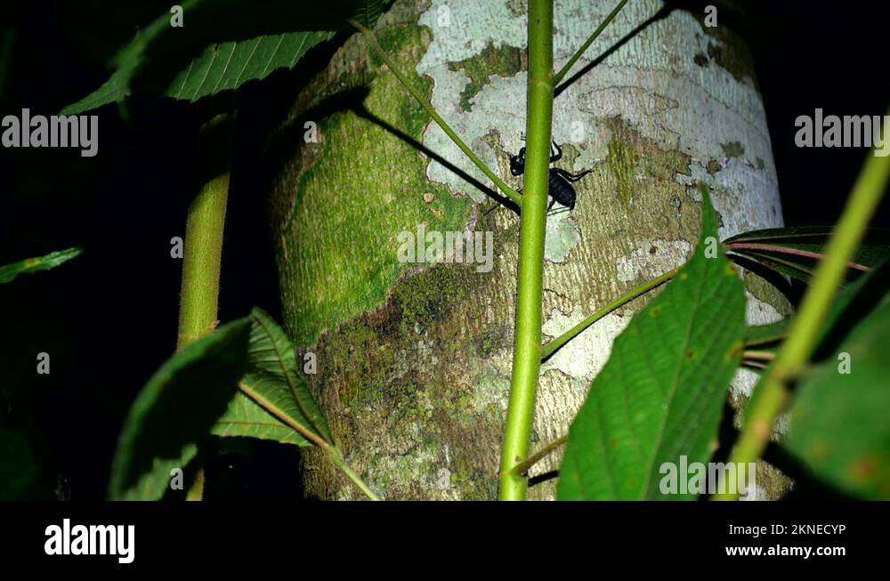 Rare species of scorpion Stock Videos & Footage - HD and 4K Video Clips ...