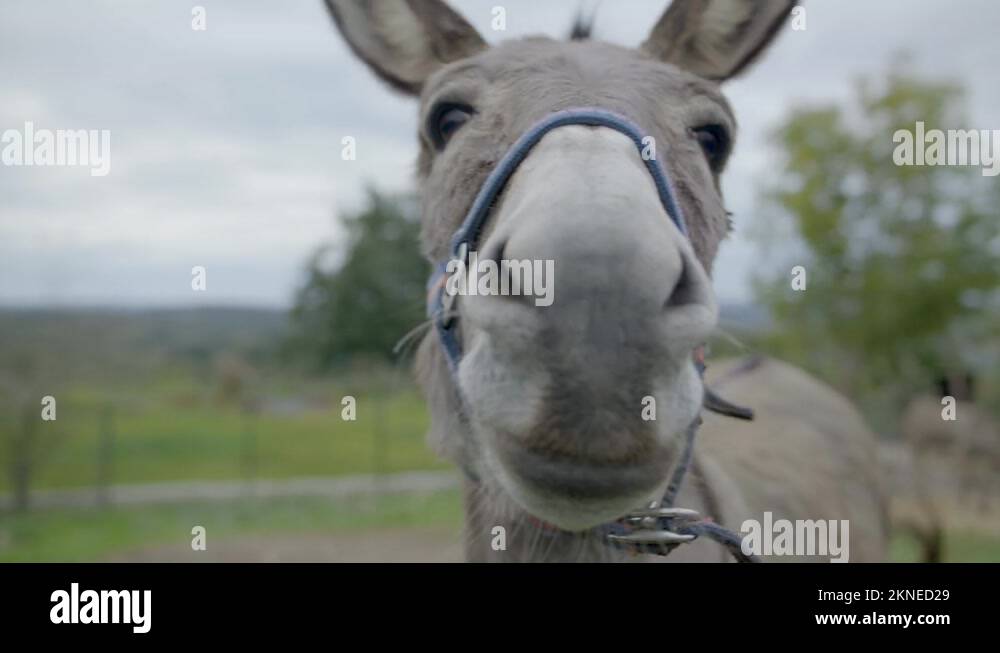 Friendly donkey Stock Videos & Footage - HD and 4K Video Clips - Alamy