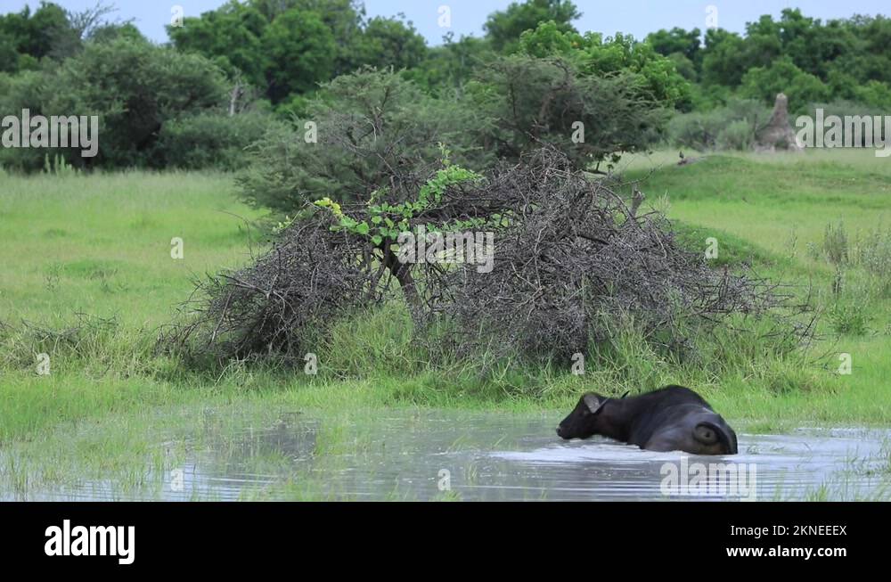 Wild Dog Hunting in Botswana, buffalo cow with predator. Wildlife scene ...